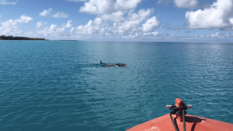 Excursion aux Sables Roses de Rangiroa en Polynésie - LaetLiving